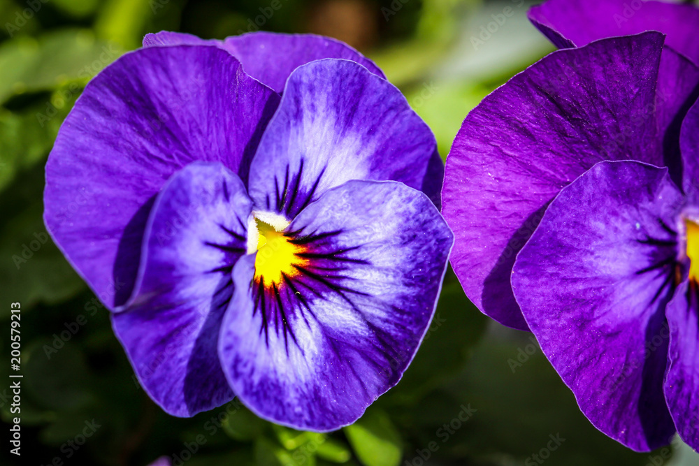Stiefmütterchen, Veilchen, Blume foto de Stock | Adobe Stock