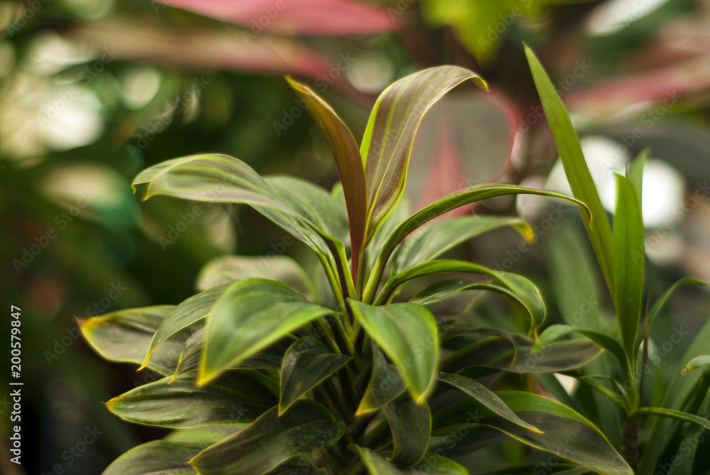 plant variety Cordyline terminalis with colored leaves on a blurred ...