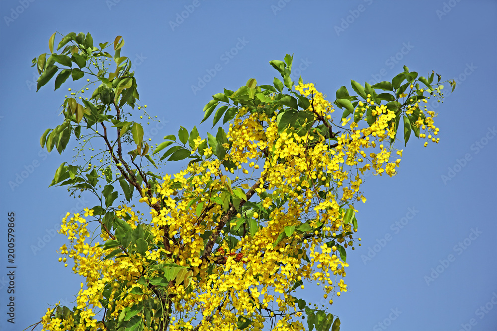 Golden shower or Cassia Fistula, the national flower of Thailand, blossom in tree branch. Called ...