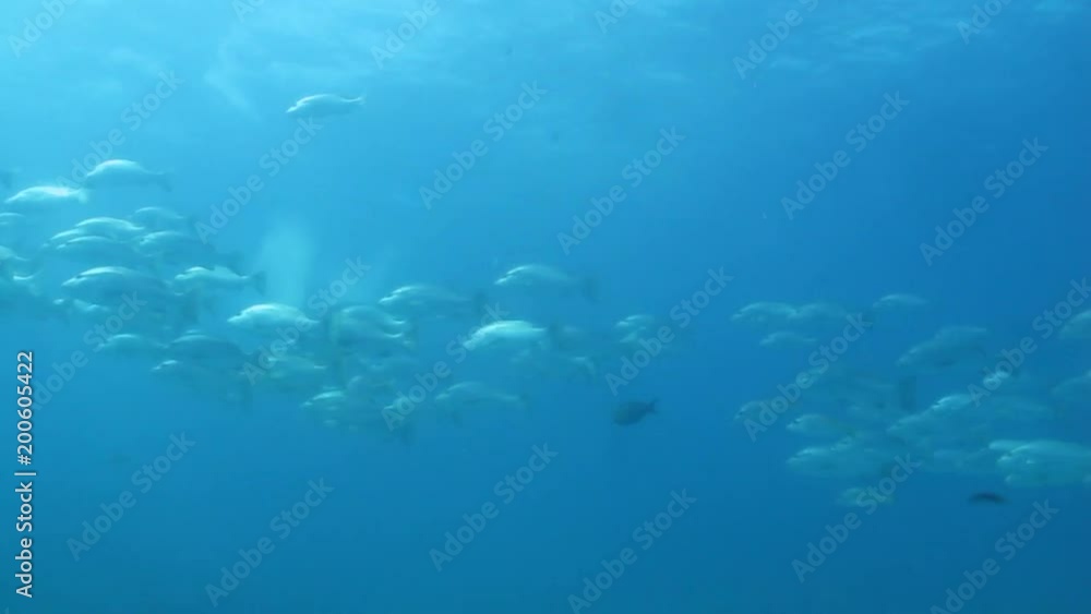 Big Dog Snapper (Lutjanus novemfasciatus), hunting trevally, reefs of ...