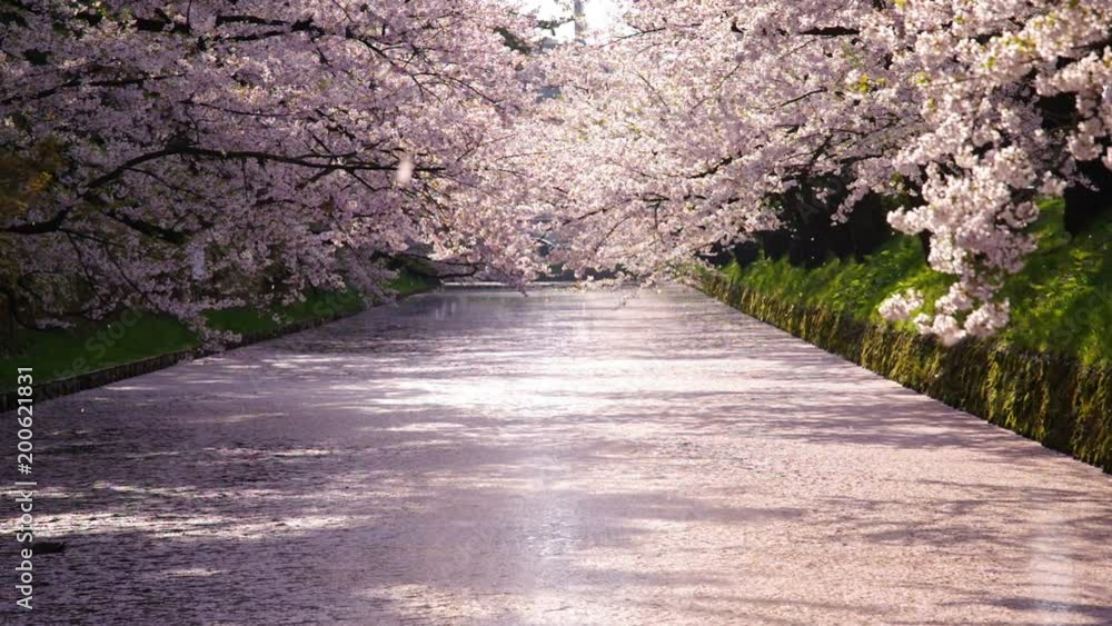 Pink Petals Carpet of cherry blossom and flurry of falling cherry ...