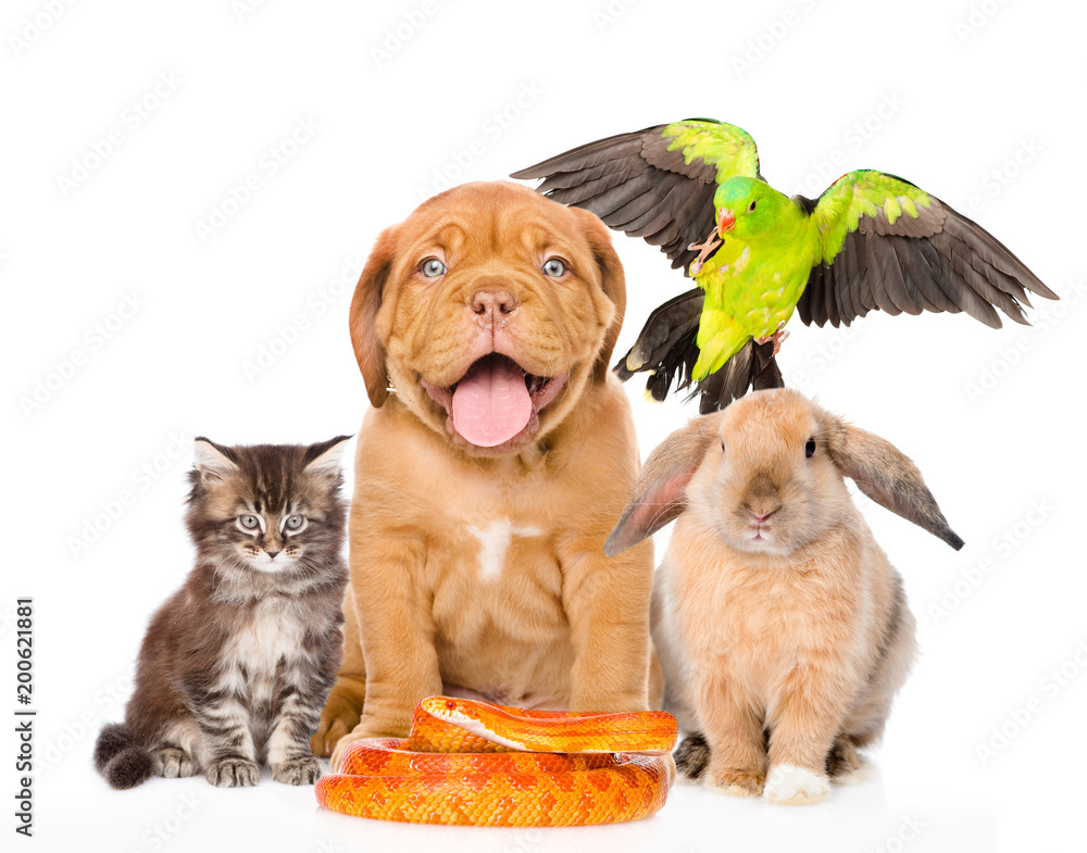 Group of pets together in front view. Isolated on white background ...