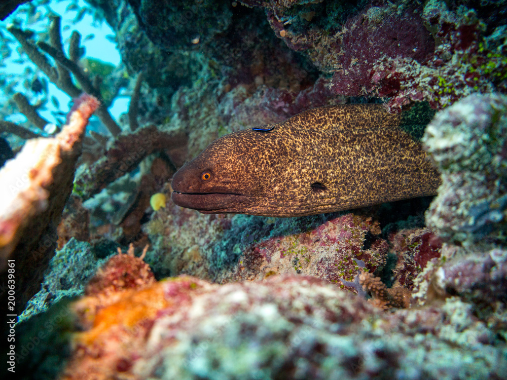 Giant morey eel inside a coral reef in Australia on the great barrier ...