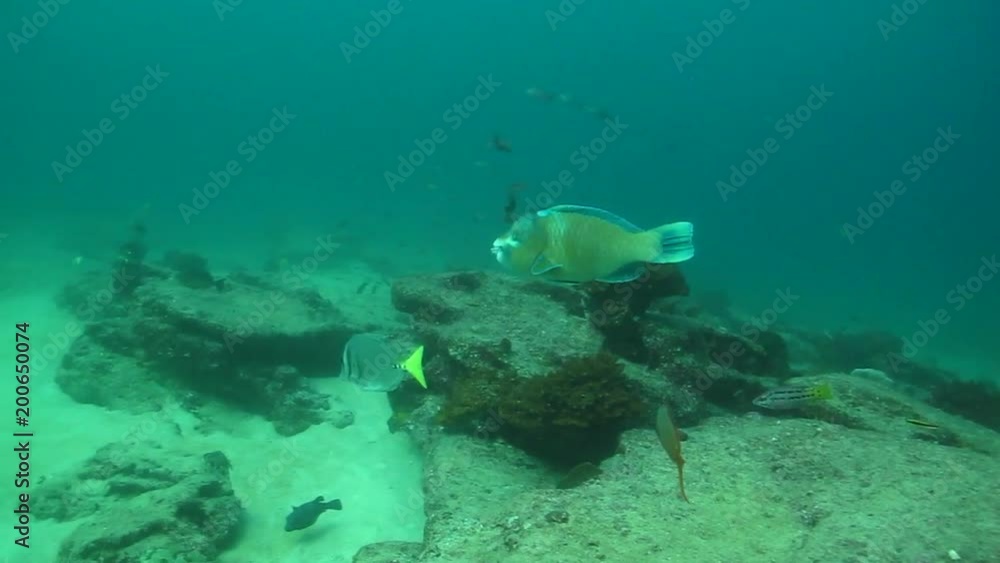 (Scarus compressus), Azure parrotfish, feeding in a shipwreck . reefs ...