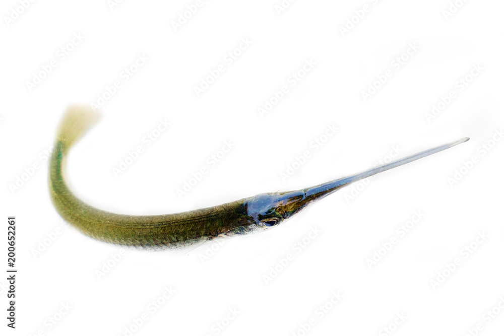 Fish Of India, Backwater Kerala. Freshwater garfish Stock Photo | Adobe ...