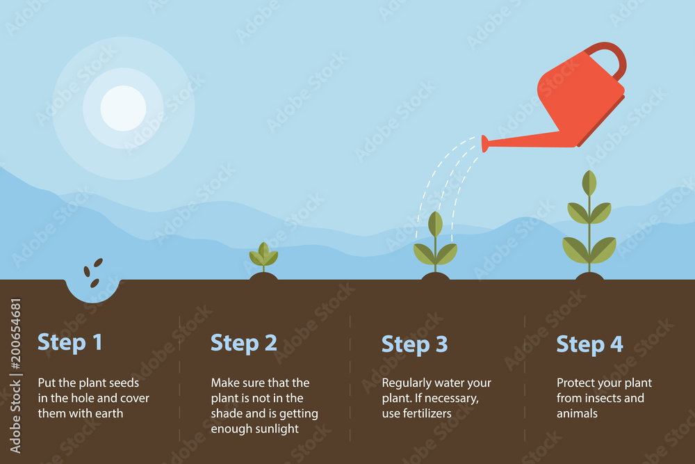 Stages of plant growth. Farming. Gardening. Infographics. Watering and ...