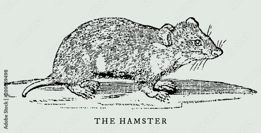The european or common hamster cricetus in side view (after a ...