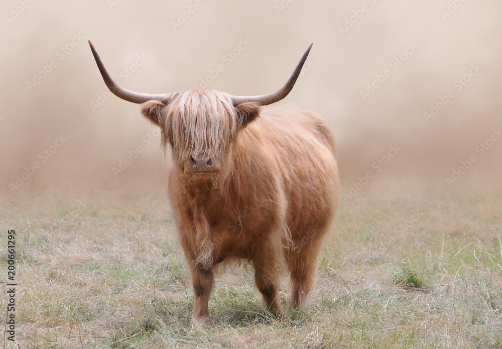 Hochlandrind mit ausladenden Hörnern vor verschwommenem Hintergrund im ...