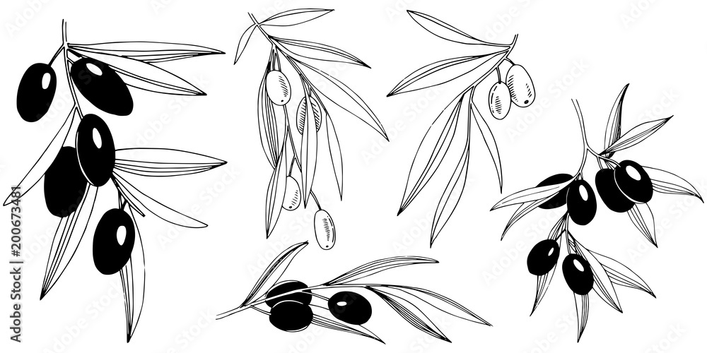 Olive tree in a vector style isolated. Full name of the plant: Branches ...