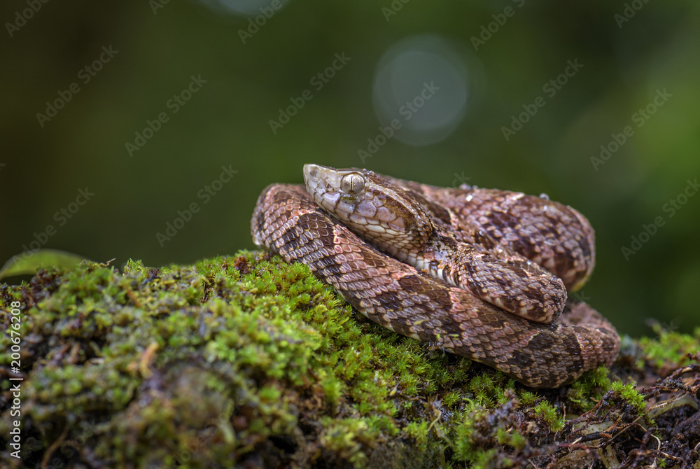 Fer-de-lance - Bothrops atrox, dangerous venomous pit viper from ...