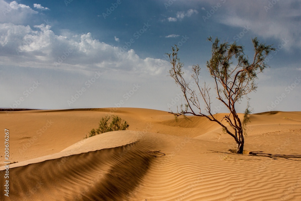 Tamarix tree in Iranian desert. Kavir desert landscape in Iran. Version ...