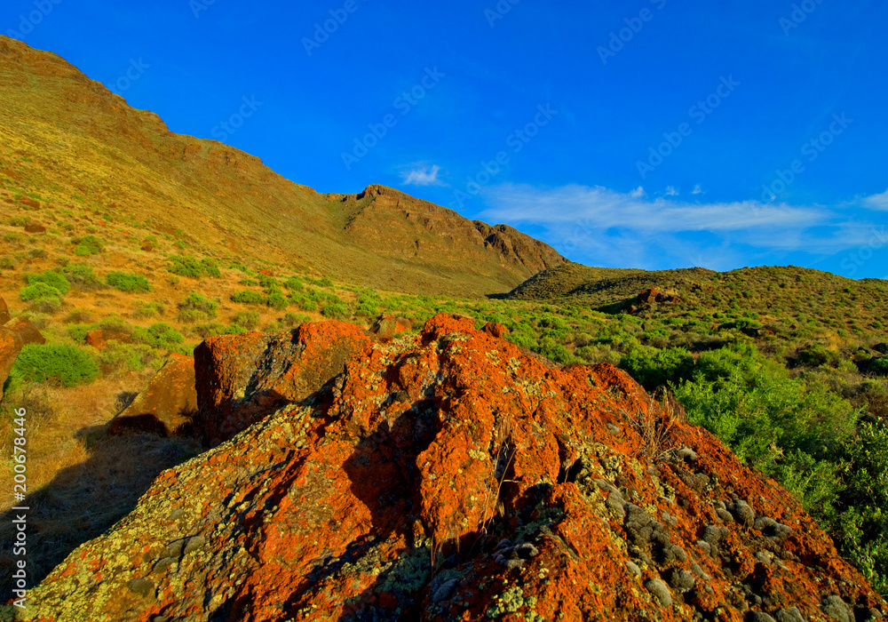 Orange Lichen on Basaltic Rock, Lake Abert, Oregon. Boulders scattered ...