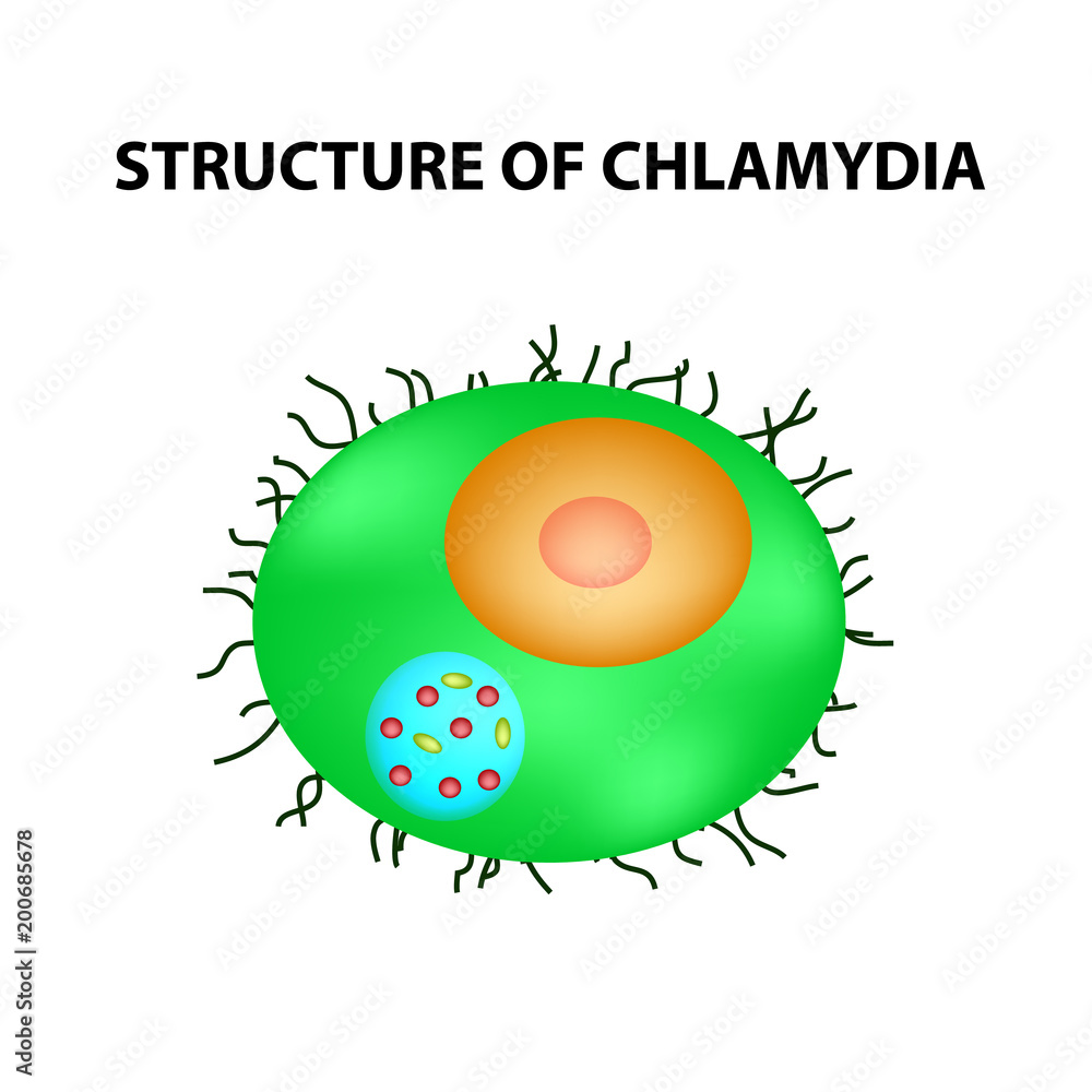The structure of chlamydia. Urogenital vaginal infection. Infographics ...