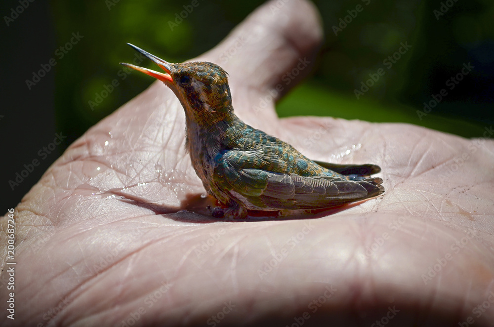 Primer plano de un Colibrí (pájaro) descansando en la mano de una ...