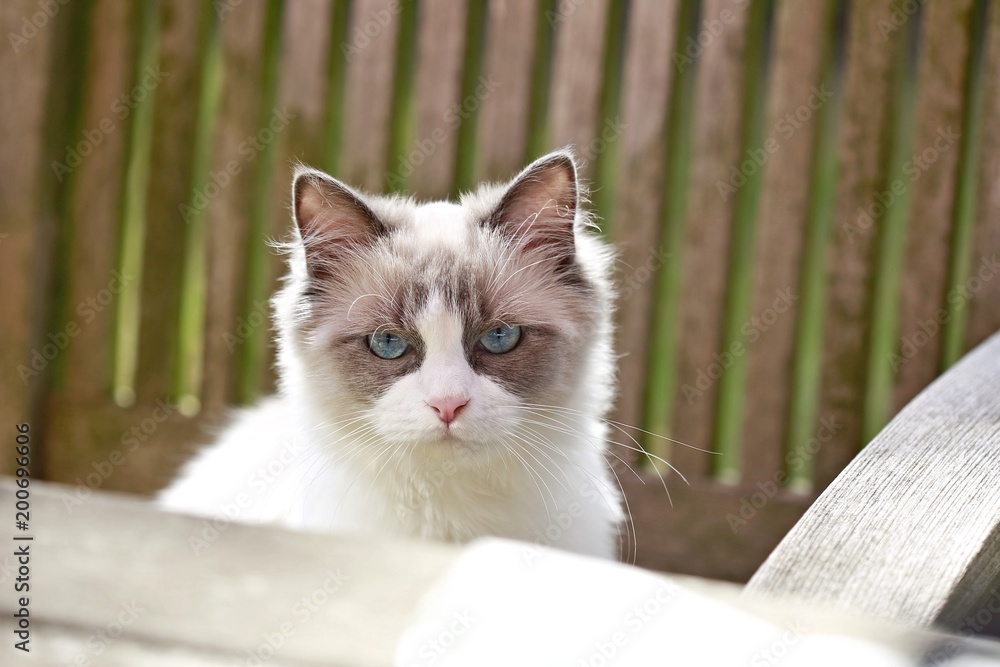 Brown Ragdoll Cat