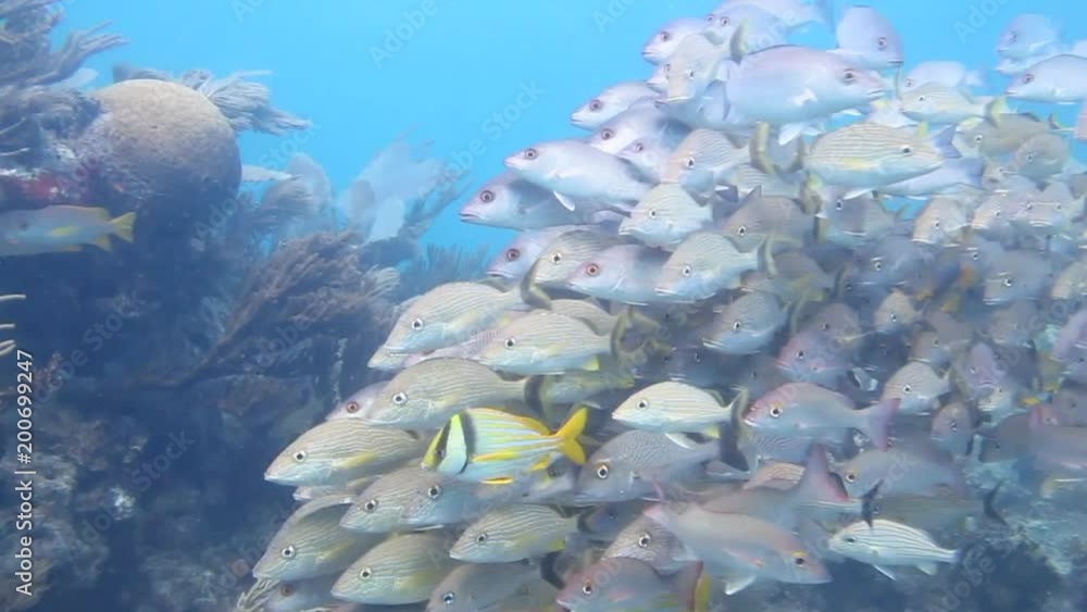 School of grunts and snapper from the coral reefs of the mesoamerican ...