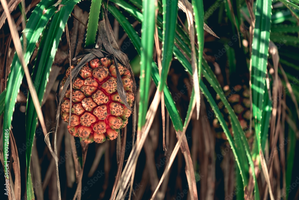 Pandan (Pandanus sp.) with a ripe fruit growing on the Lazy Beach Coast ...
