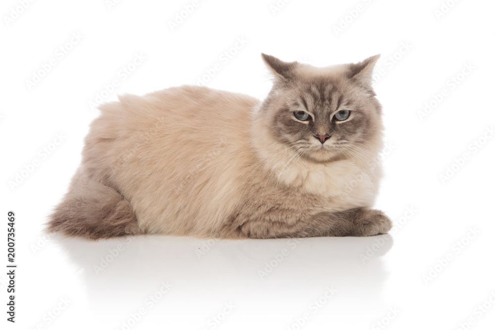 Cat Lying Down Profile