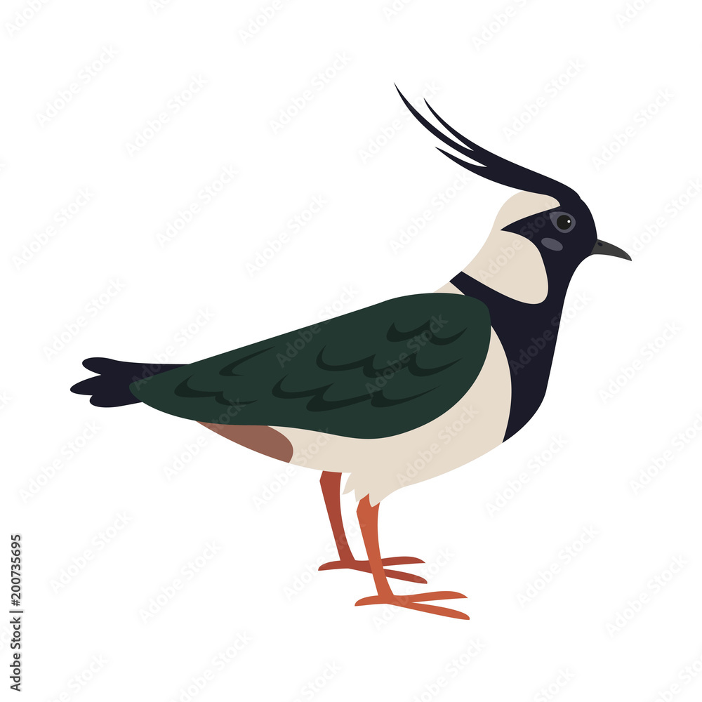 Cartoon lapwing icon on white background. Stock Vector | Adobe Stock