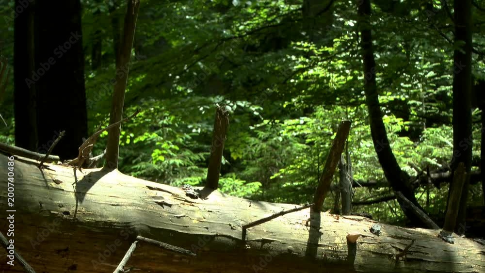 Wild forest: a fallen tree trunk in a ray of light made its way through ...