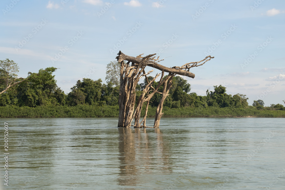 Stung Treng Cambodia, dead tree with trunk stuck in canopy in the ...