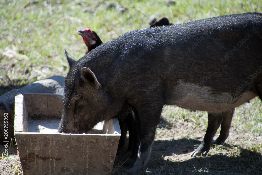 Ka Chuan village Cambodia, pigs with snout in feed trough Stock Photo ...