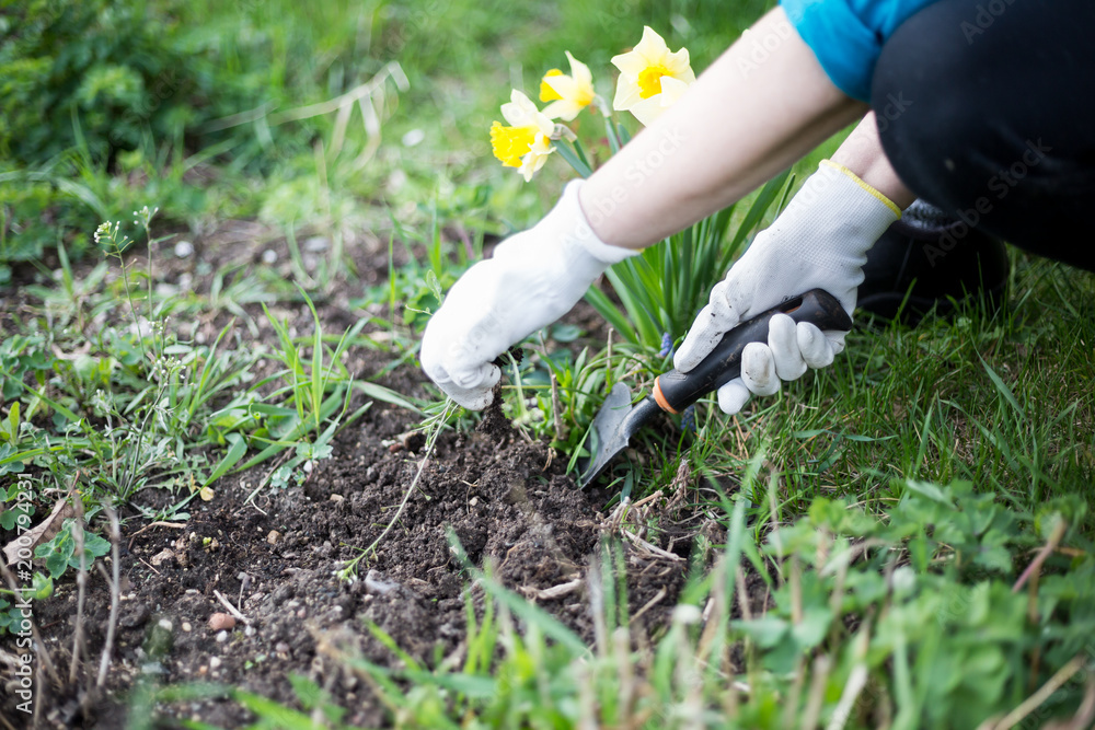 Senior woman pulling out some weeds on her huge garden during spring ...