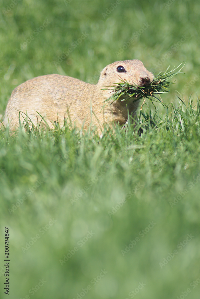 Sickle - a critically endangered species (Spermophilus citellus ...