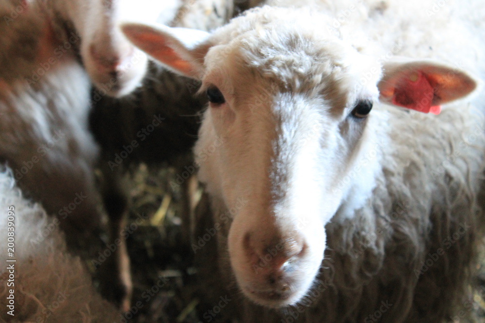 animal, farm, goat, sheep, white, cow, agriculture, lamb, grass, mammal ...