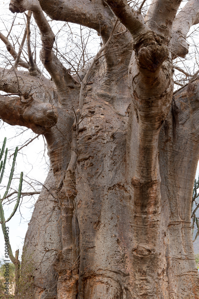 Baobabbaum (Adansonia digitata) - Afrikanischer Affenbrotbaum ...