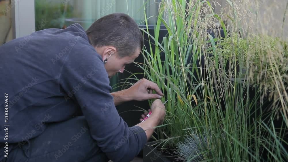 Young man cuts off leaves of green plant, sitting indoors. Guy cuts ...