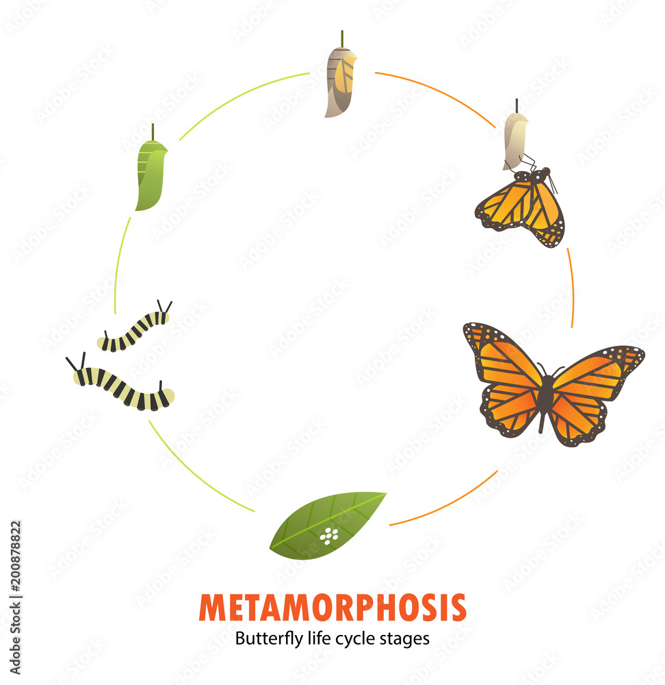 butterfly life cycle metamorphosis Stock Vector | Adobe Stock