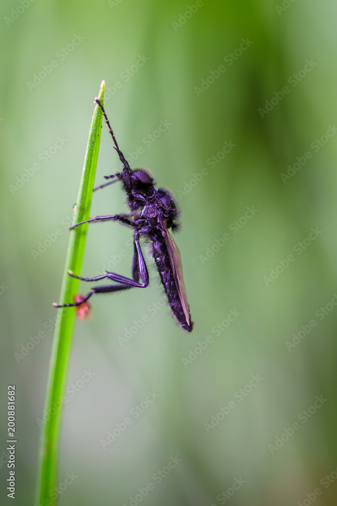 Great black wasp holding to the grass. Family: Sphecidae (thread ...
