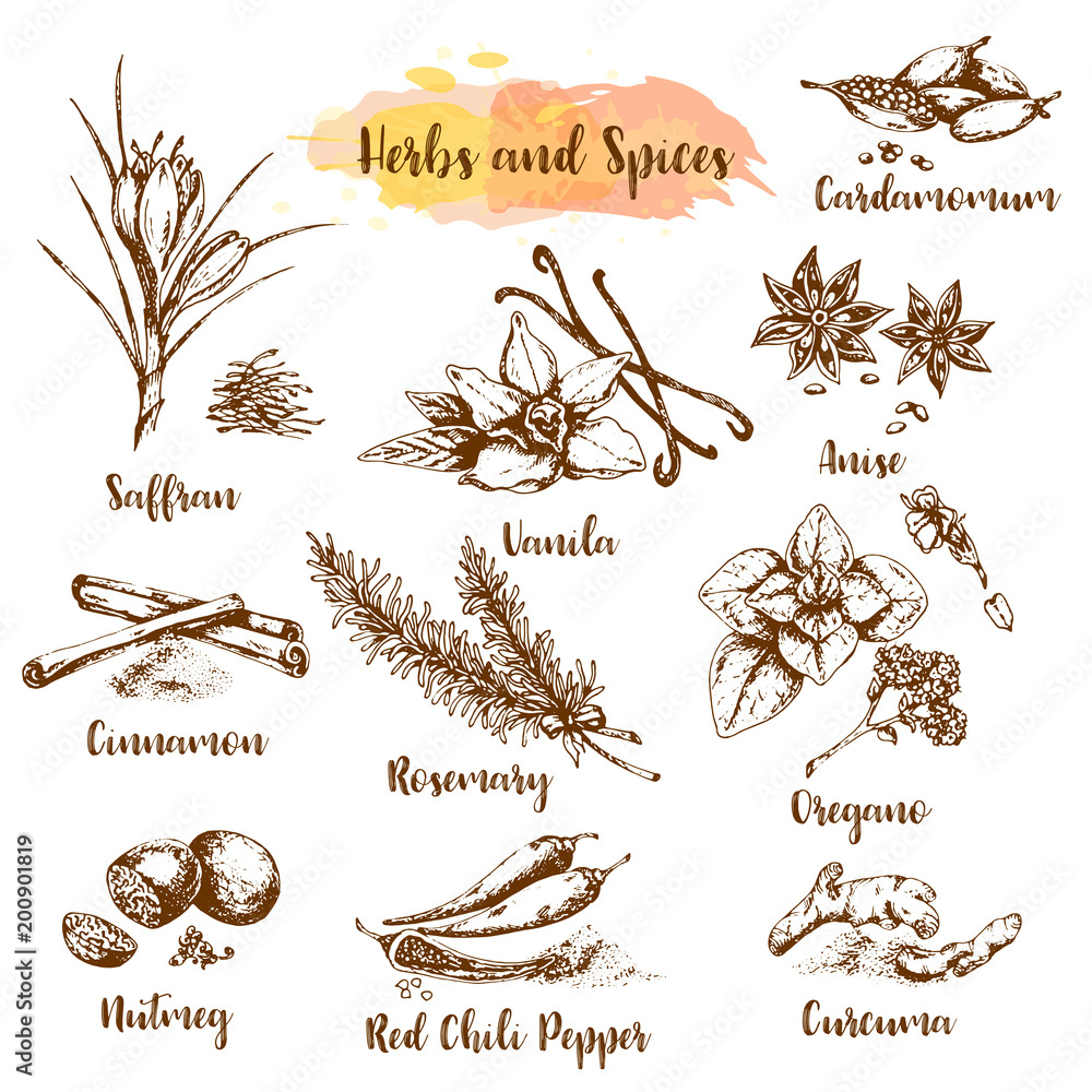 Herbs and spices vector illustration. Herb, plant, spice hand drawn set ...