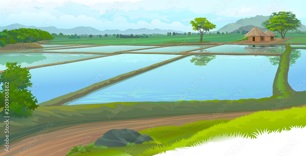 Rice fields and the farm house Stock Vector | Adobe Stock