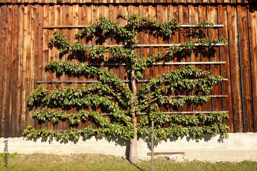 Spalierbaum, Birnbaum, an einer Scheunenwand Stock-Foto | Adobe Stock