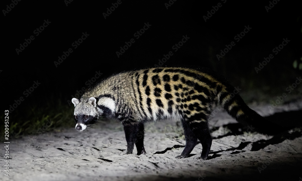 Close up African civet, Civettictis civetta, night photo of wild ...