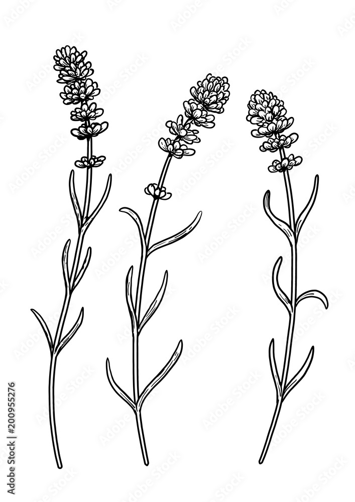 Lavender illustration, drawing, engraving, ink, line art, vector Stock ...