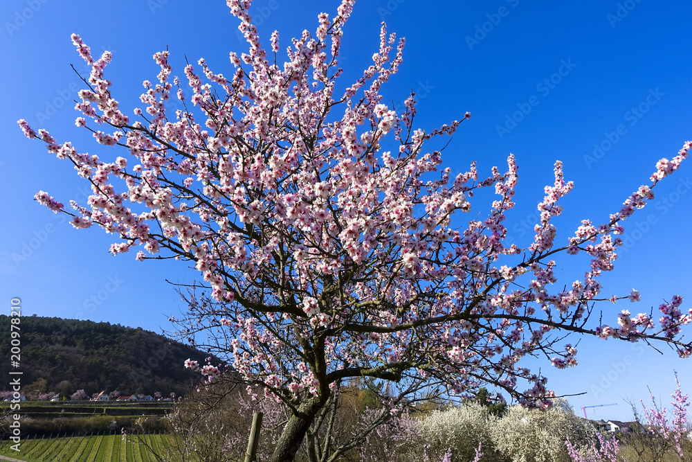 wonderful pink almond and cherry blossom trees in spring in Palatinate ...