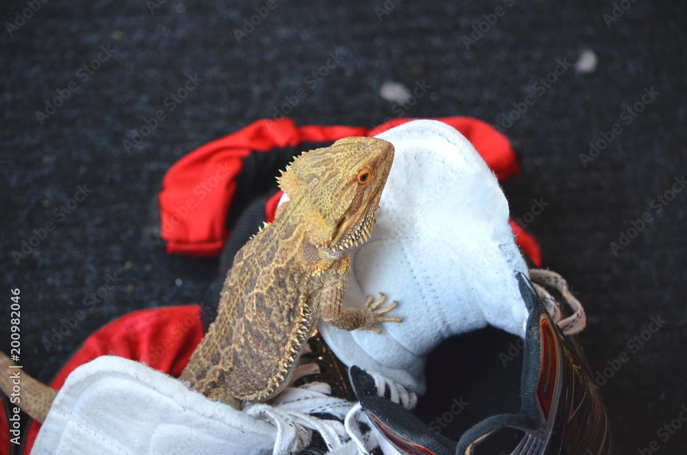 Types Of House Pet Lizards