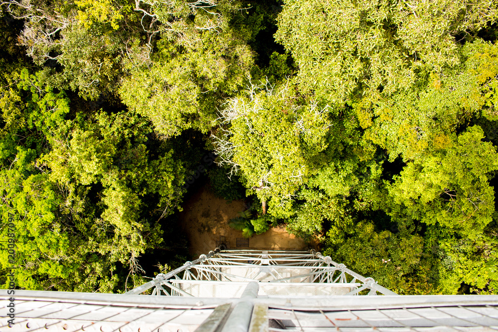 Bela paisagem com trilha no parque florestal da Amazônia, selva com ...