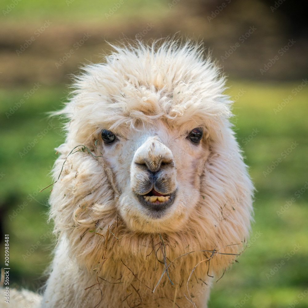 Photo of furry alpaca Stock Photo | Adobe Stock