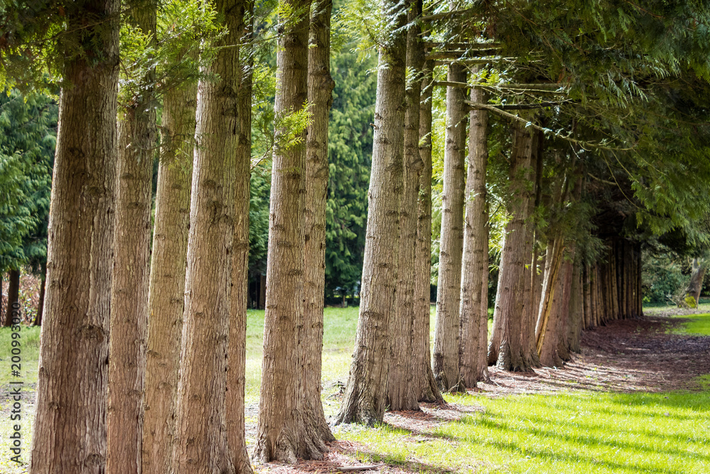 Single Row Of Trees