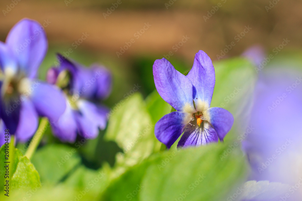 Violet macro photo. Forest flower violets close-up. Macro photo of a ...