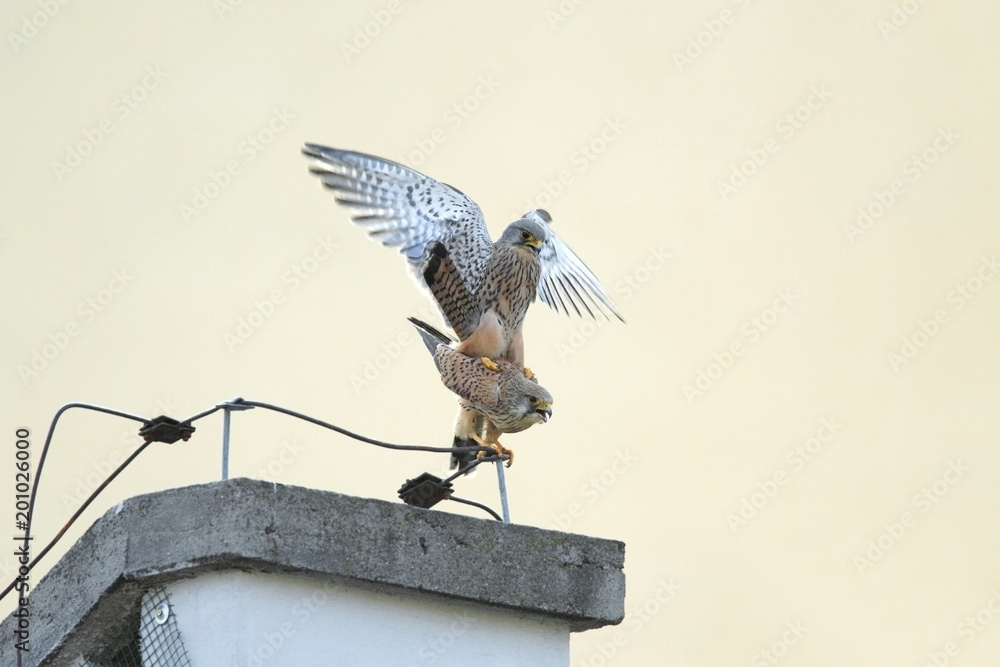 Mating pair of Common Kestrel birds on a city building chimney during ...