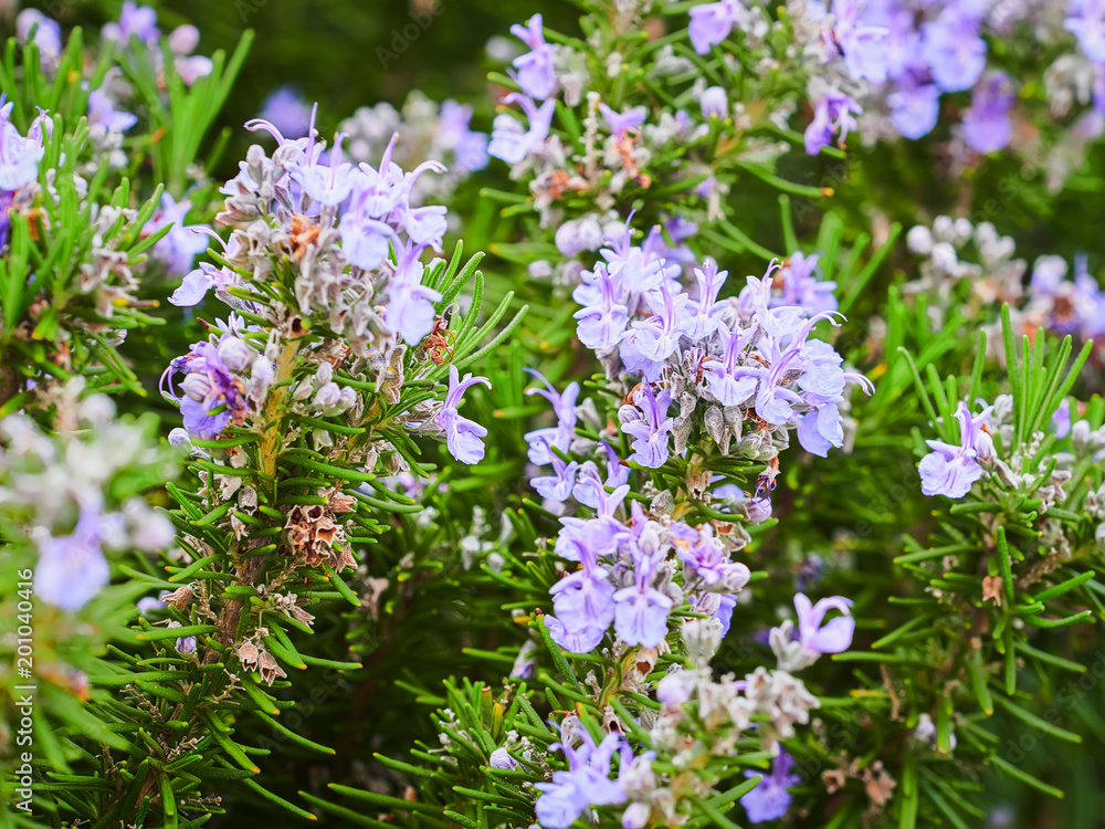 Rosmarinus officinalis, Rosemary flowers. Beautiful flowers on the ...
