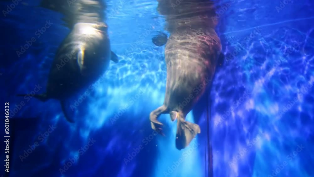 Video Stock Two fur seals, pinnipeds, mammals, belonging to family of ...