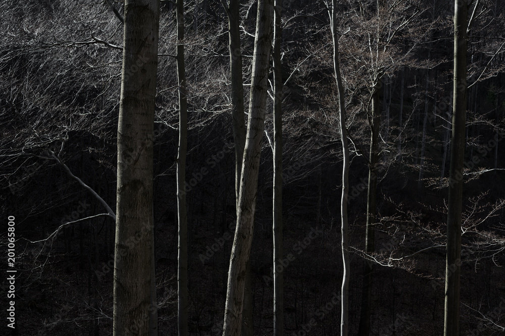 Bare deciduous trees are lit by side light, very dark background ...