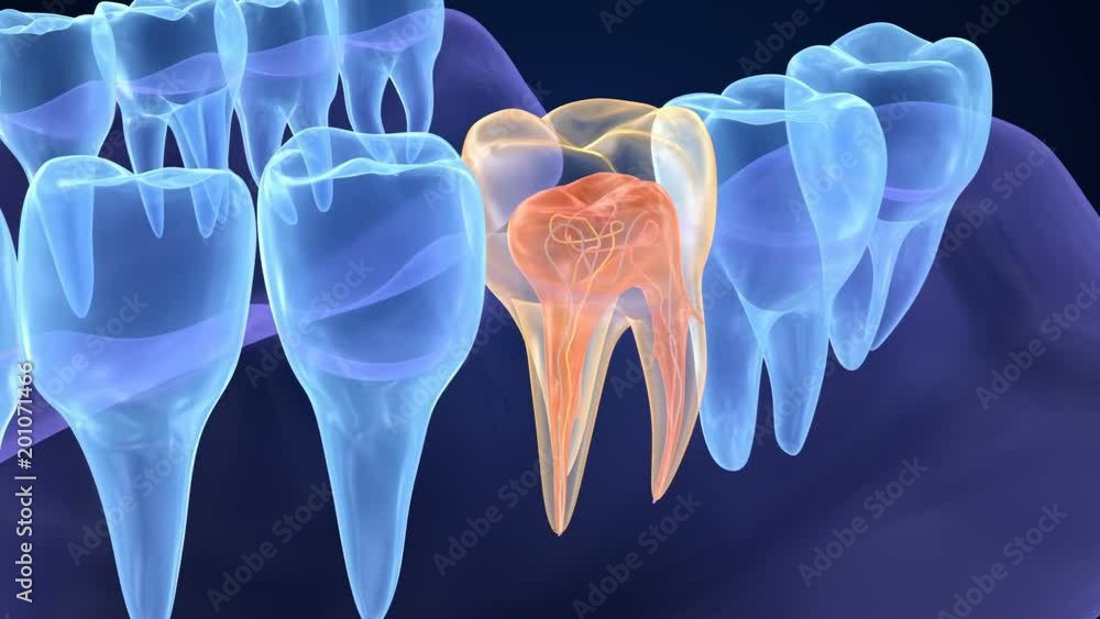 Transparent teeth. Endodontics inner structure of molar teeth. 3D ...