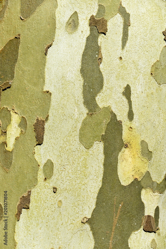 Platane commun, Platanus acerifolia, écorce, tronc Stock Photo | Adobe ...